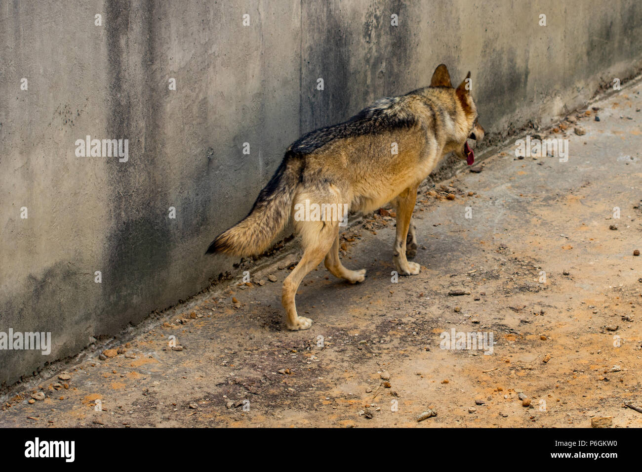 The gray wolf is running on the Kyiv zoo in Ukraine Stock Photo - Alamy