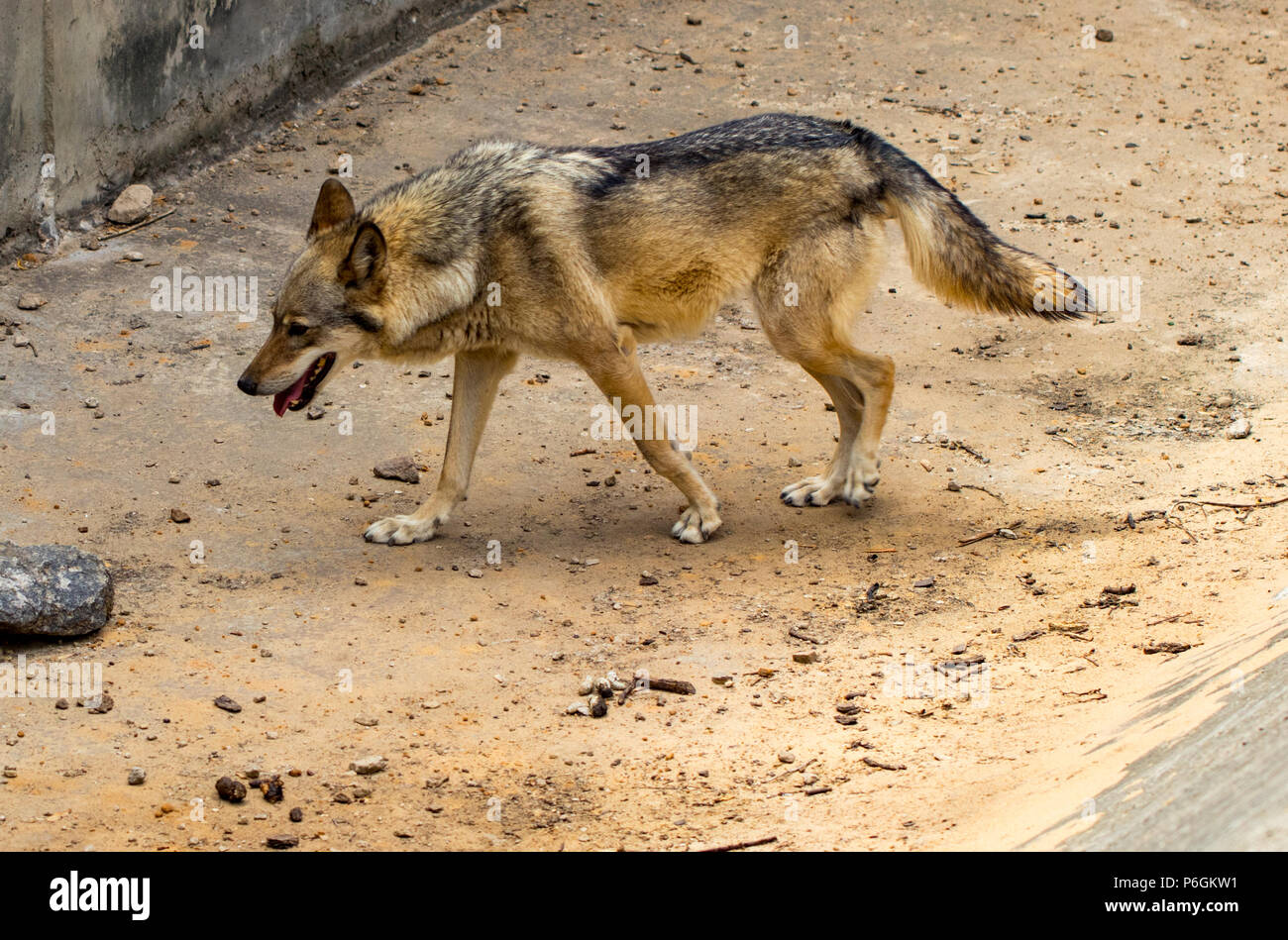 The gray wolf is running on the Kyiv zoo in Ukraine Stock Photo - Alamy