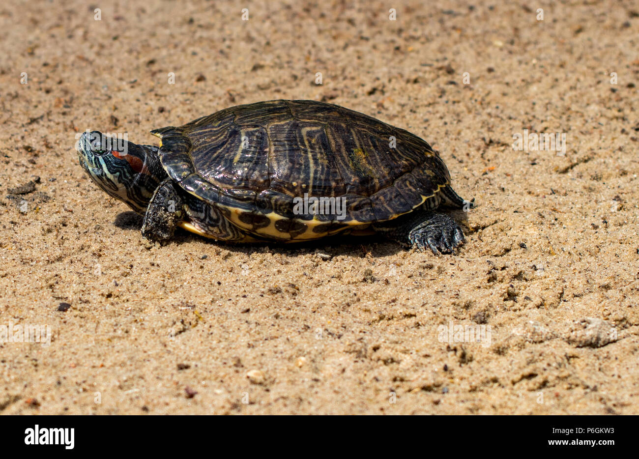 Turtleandrabbit hi-res stock photography and images - Alamy