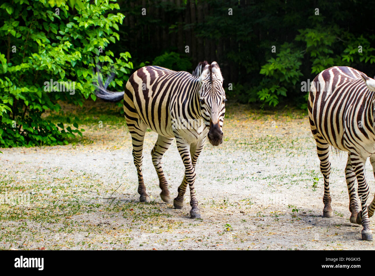 Runningzebras hi-res stock photography and images - Alamy