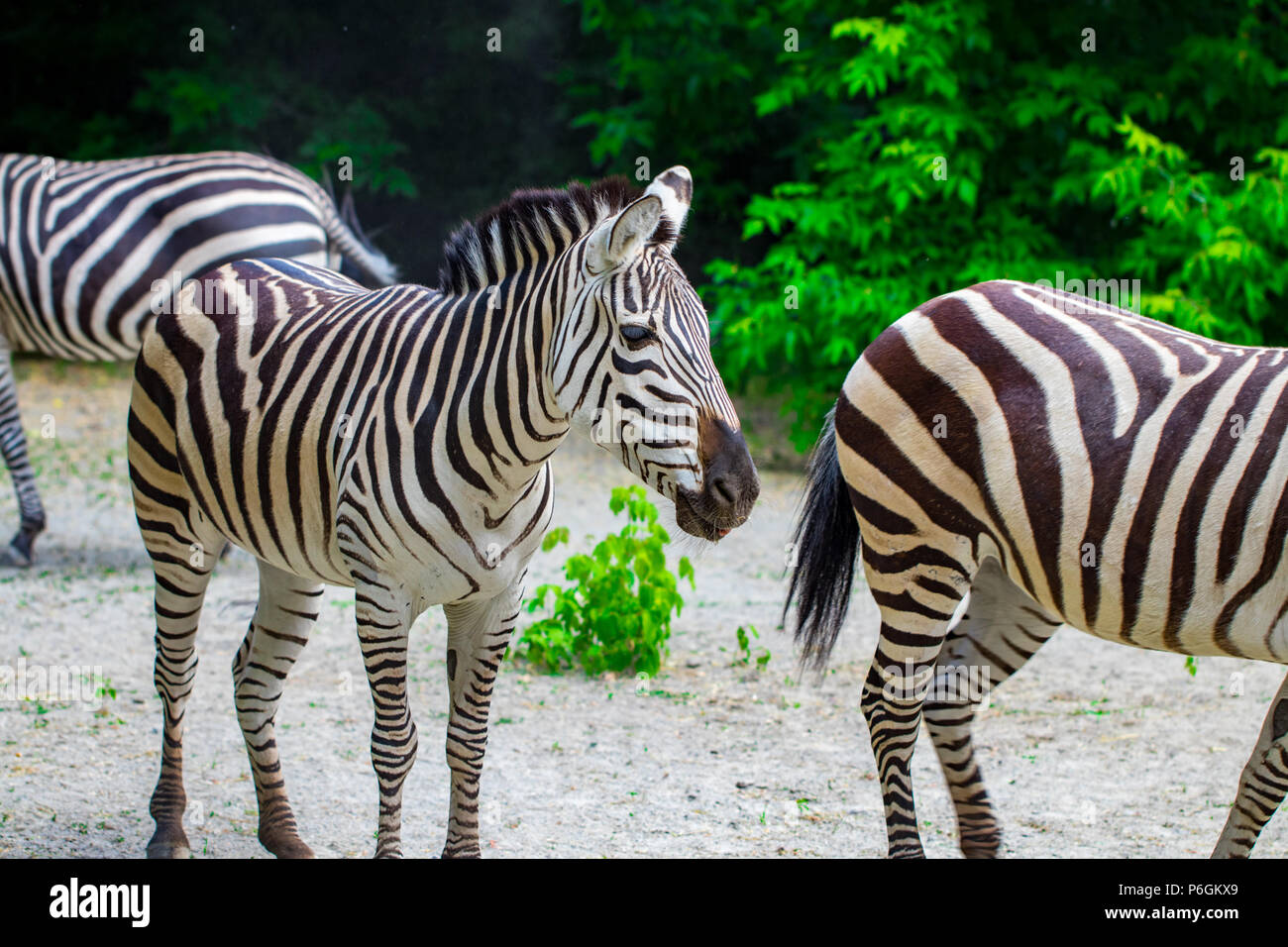 The running zebras in the Kyiv zoo in Ukraine Stock Photo - Alamy