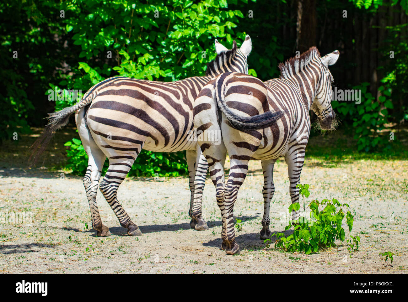The running zebras in the Kyiv zoo in Ukraine Stock Photo - Alamy