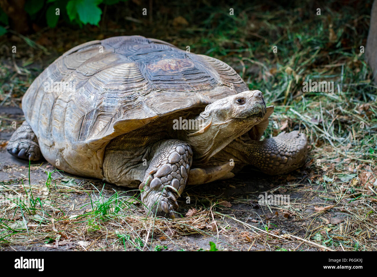 Turtle herman hi-res stock photography and images - Alamy