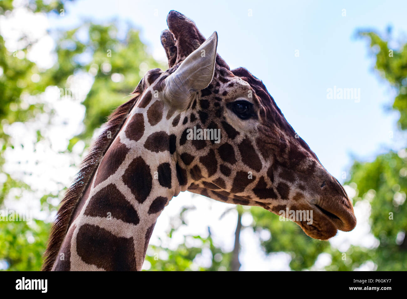 Giraffe eyelashes face hi-res stock photography and images - Alamy
