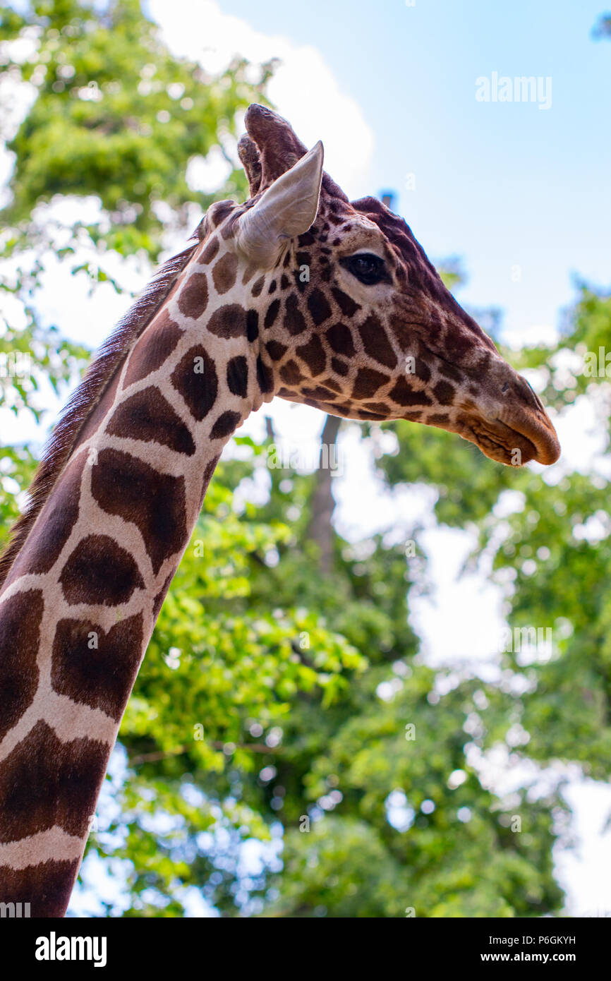 giraffe view from the side against the blue sky and green trees Stock ...