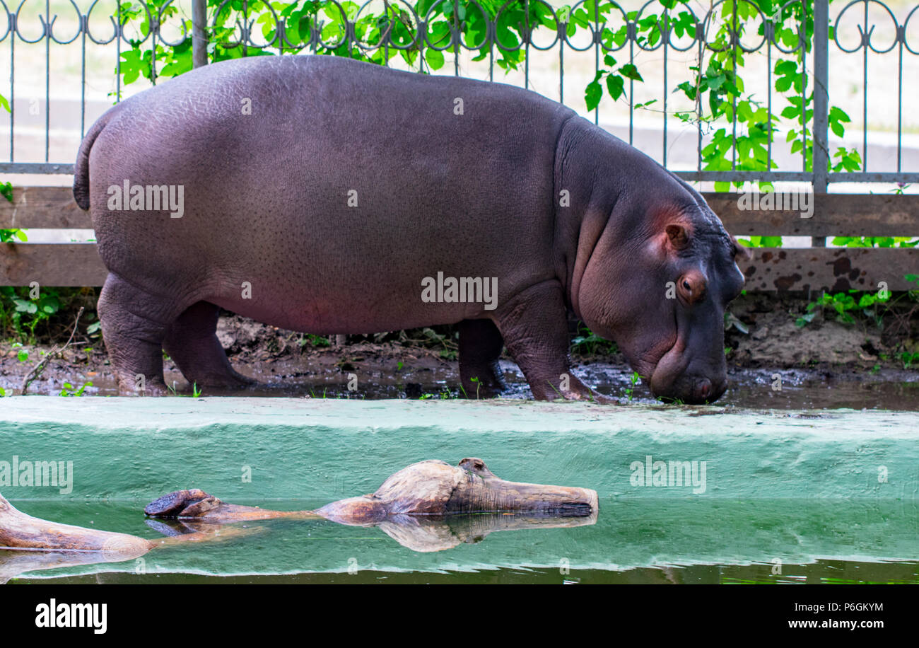 The common hippopotamus (Hippopotamus amphibius), hippo portrait Stock ...