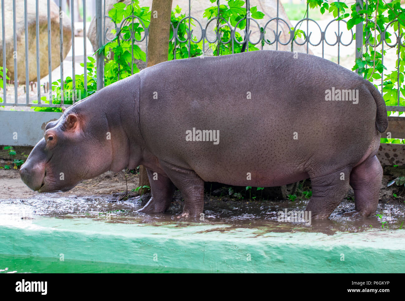 The common hippopotamus (Hippopotamus amphibius), hippo portrait Stock ...