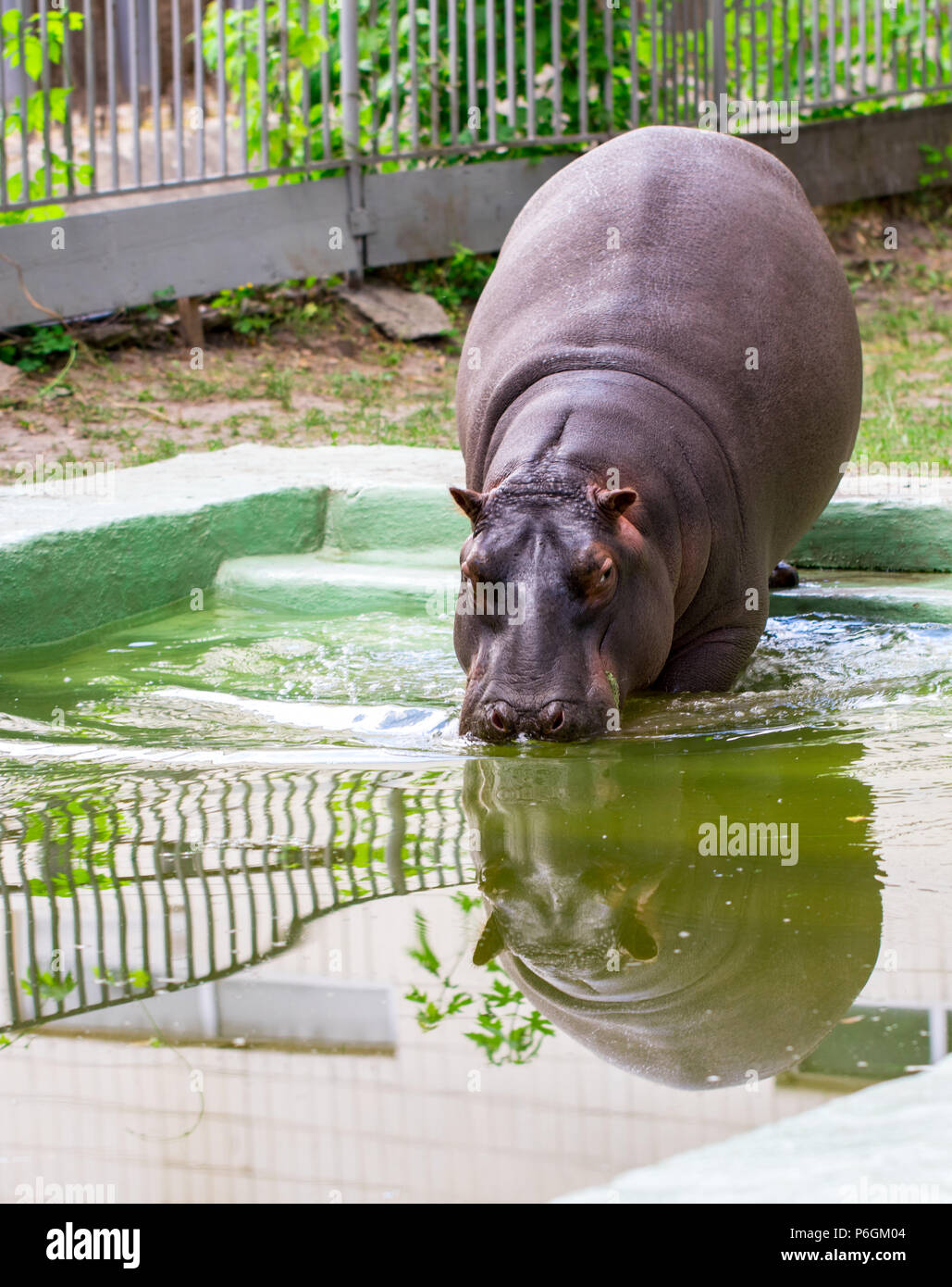 The common hippopotamus (Hippopotamus amphibius), hippo portrait Stock ...