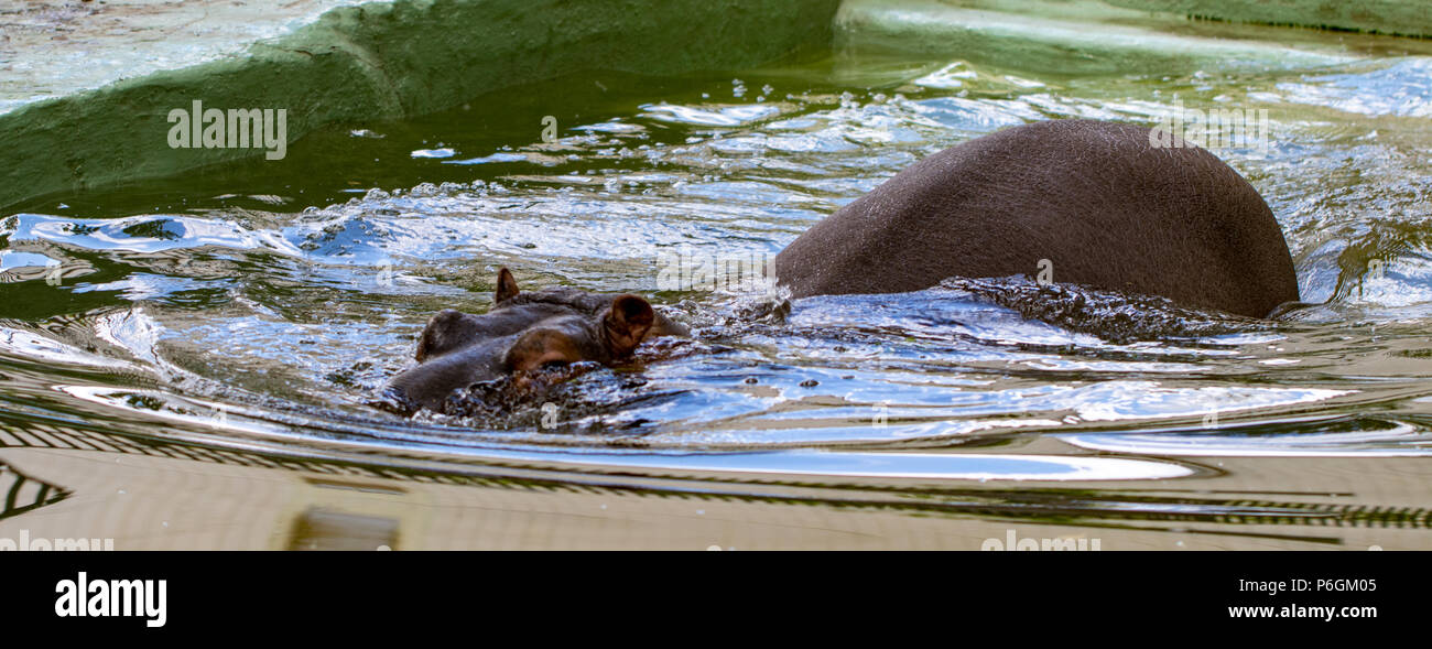 Behemoth completely bathed in the river at the level of the water on a ...