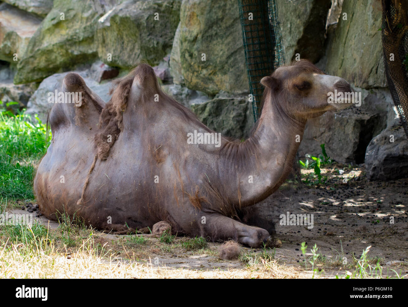 camel close up in zoo. sunny summer day Stock Photo - Alamy