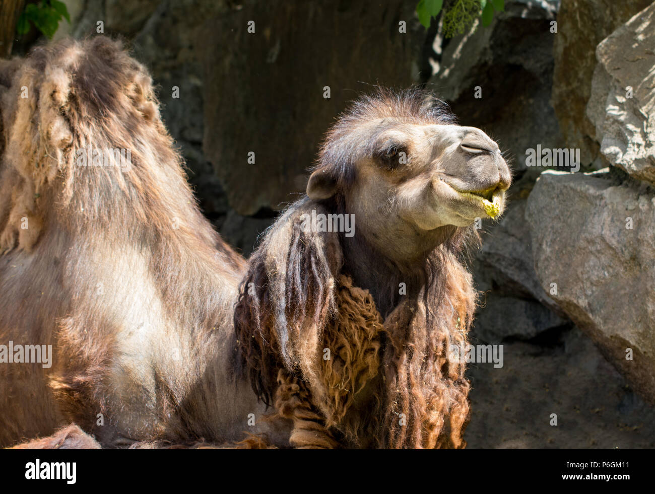 camel close up in zoo. sunny summer day Stock Photo - Alamy