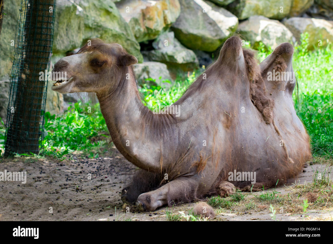 camel close up in zoo. sunny summer day Stock Photo - Alamy