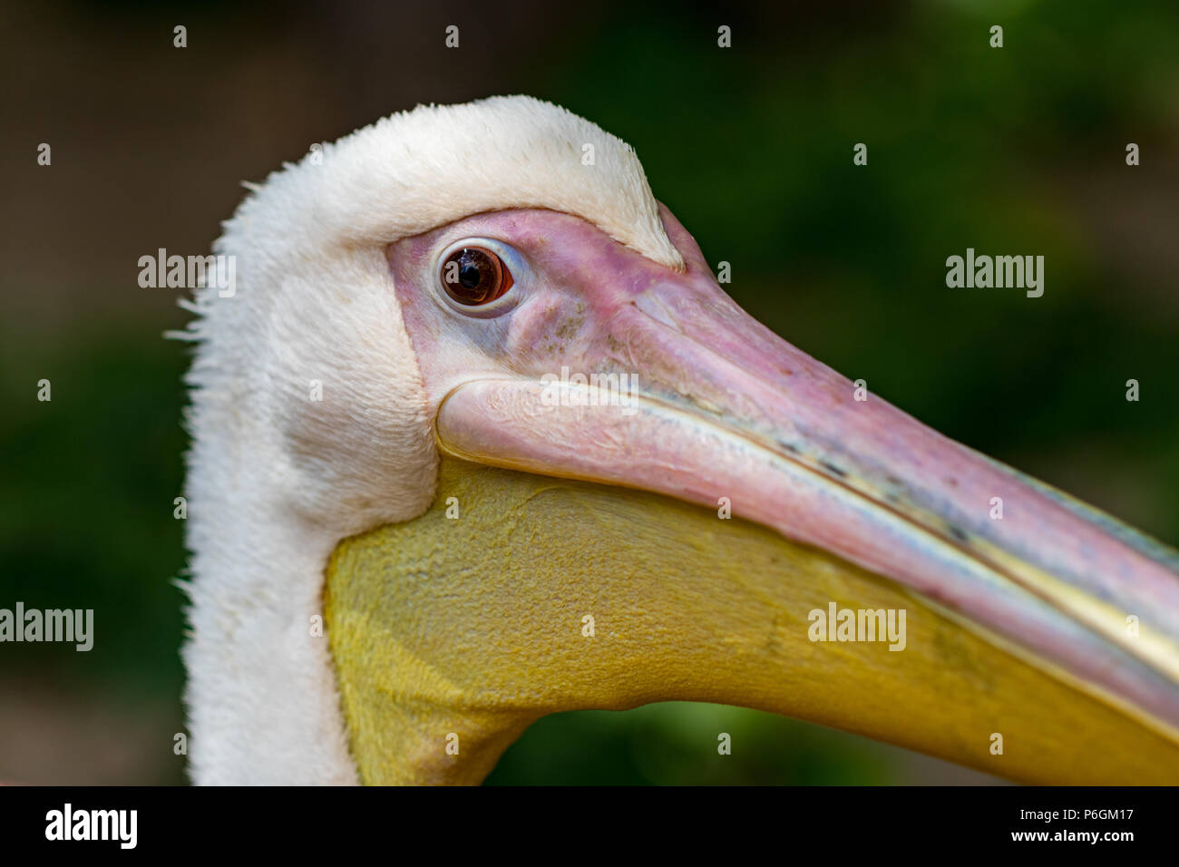 Pelican head, white bird with large yellow beak, animal protection ...