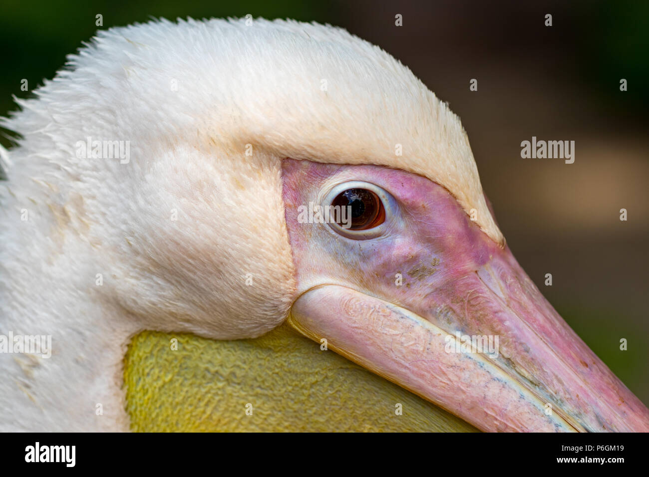 Pelican head, white bird with large yellow beak, animal protection ...