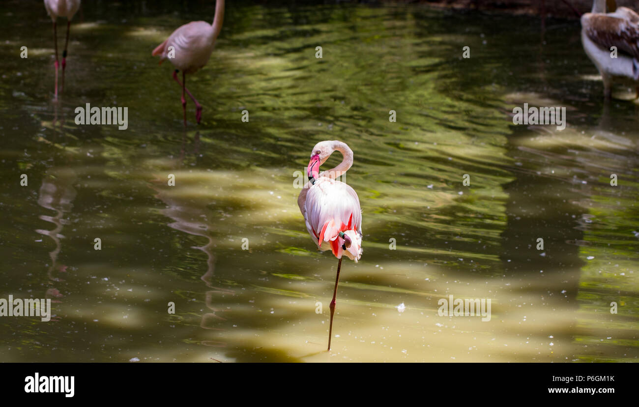 Colony greater flamingos in river hi-res stock photography and images ...