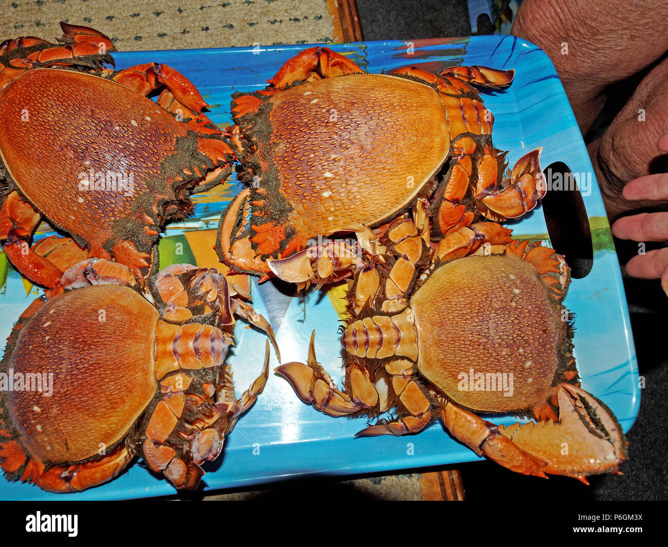 Curacha crab hi-res stock photography and images - Alamy