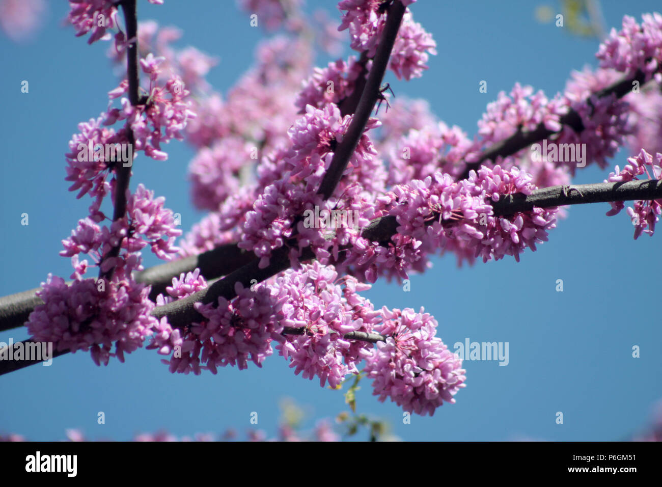 Redbud tree blossom Stock Photo - Alamy