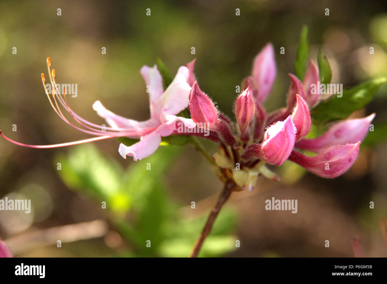 Cultivate azaleas hi-res stock photography and images - Alamy
