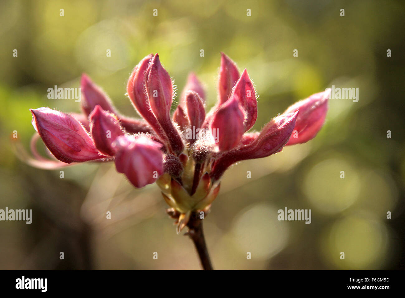 Cultivate azaleas hi-res stock photography and images - Alamy
