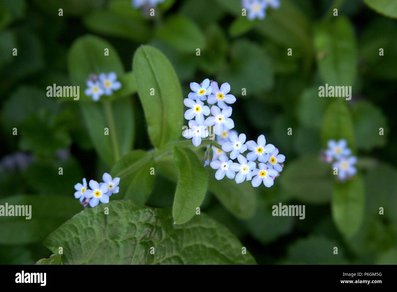 Close up of Forget-me-not flowers Stock Photo - Alamy