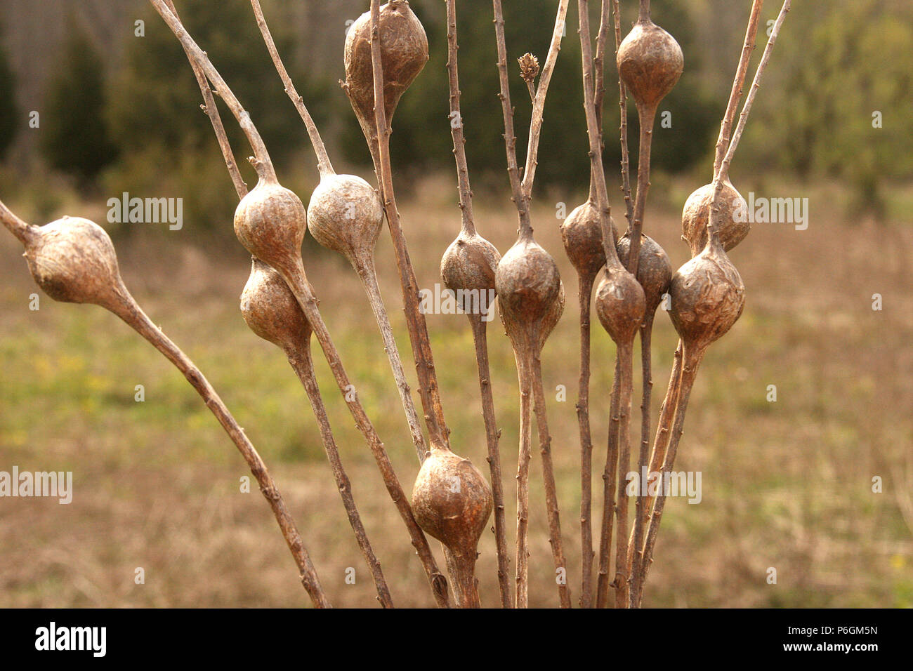 Virginia, USA. Dry Goldenrod plants with galls created by Eurosta ...