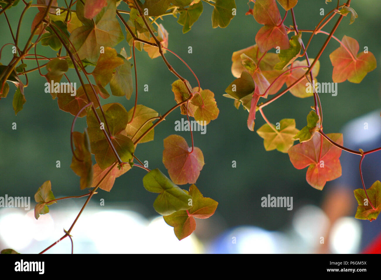 English ivy leaves hi-res stock photography and images - Alamy