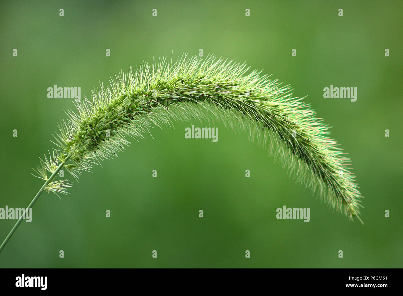 Close-up of Foxtail grass Stock Photo - Alamy