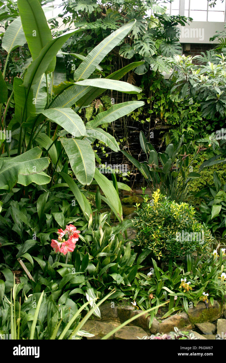 Tropical plants in greenhouse Stock Photo - Alamy