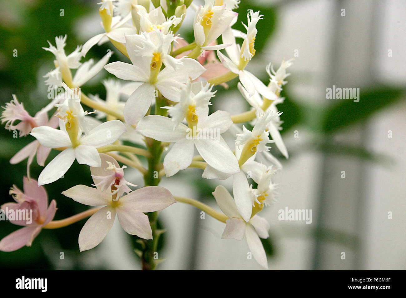Epidendrum ibaguense alba hi-res stock photography and images - Alamy