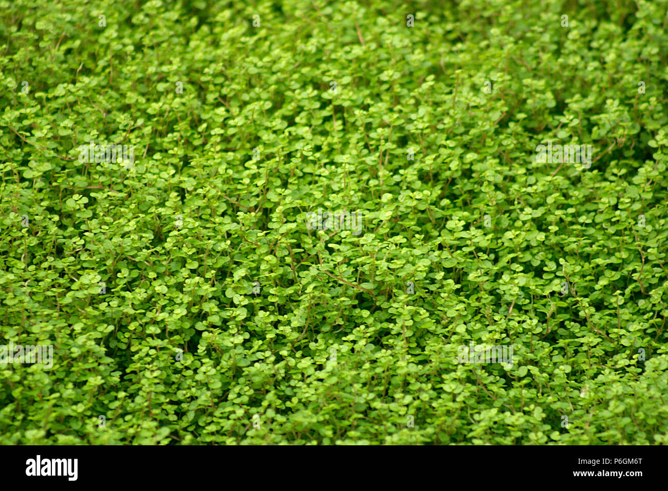 Soleirolia soleirolii (Baby's tears) plants Stock Photo - Alamy