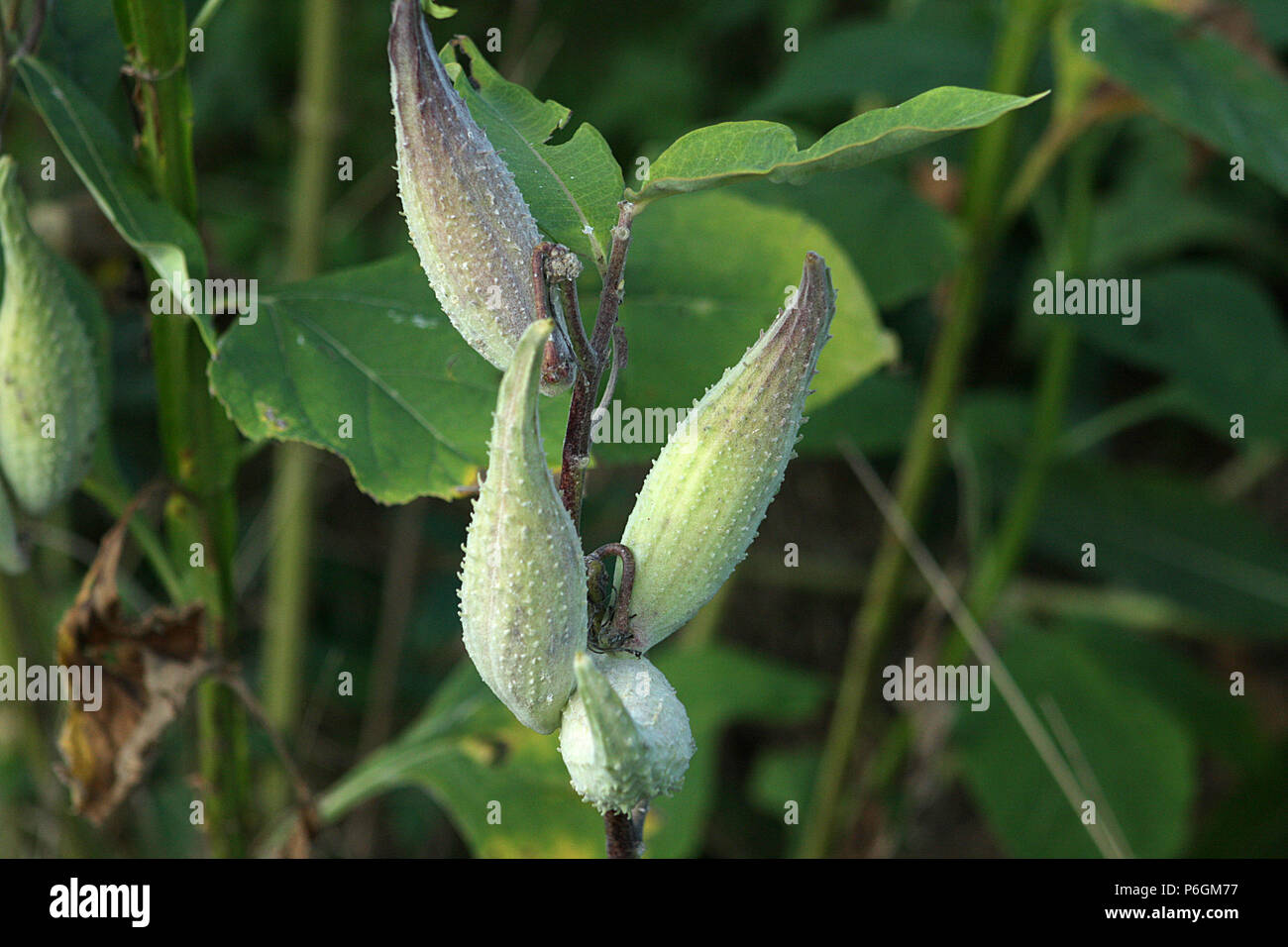 Milkweed Seed Pod