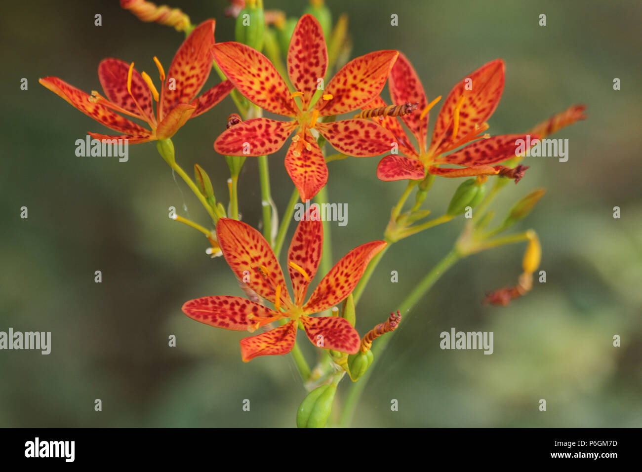 Leopard lily hi-res stock photography and images - Alamy