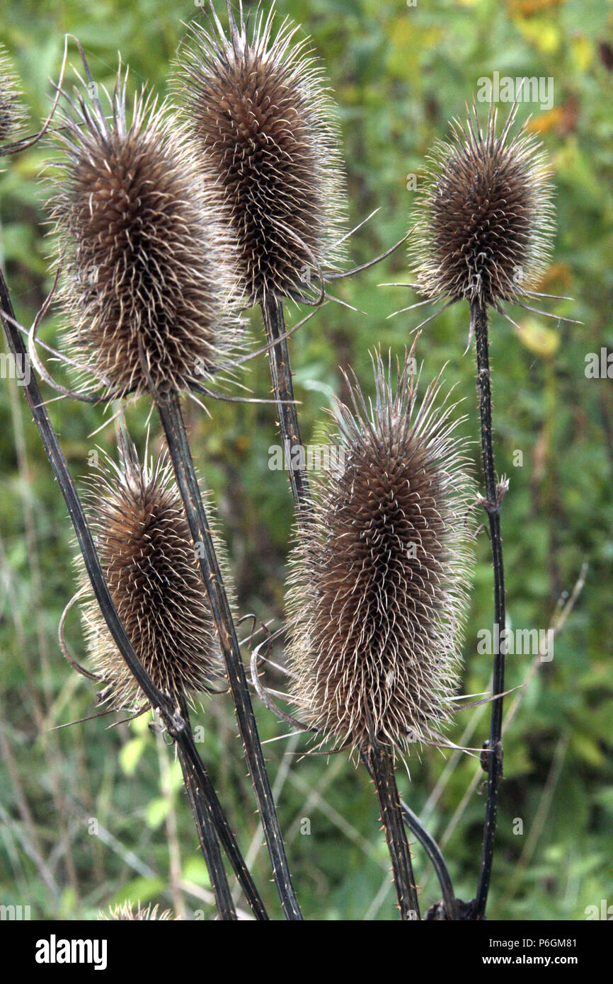 Dried teasels hi-res stock photography and images - Alamy