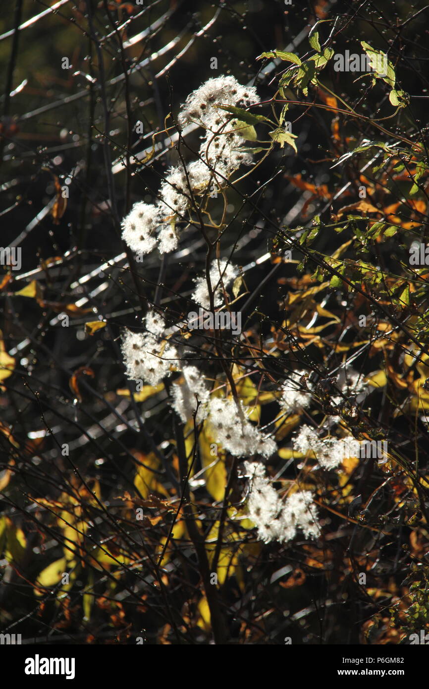 White fuzzy plant seeds hi-res stock photography and images - Alamy