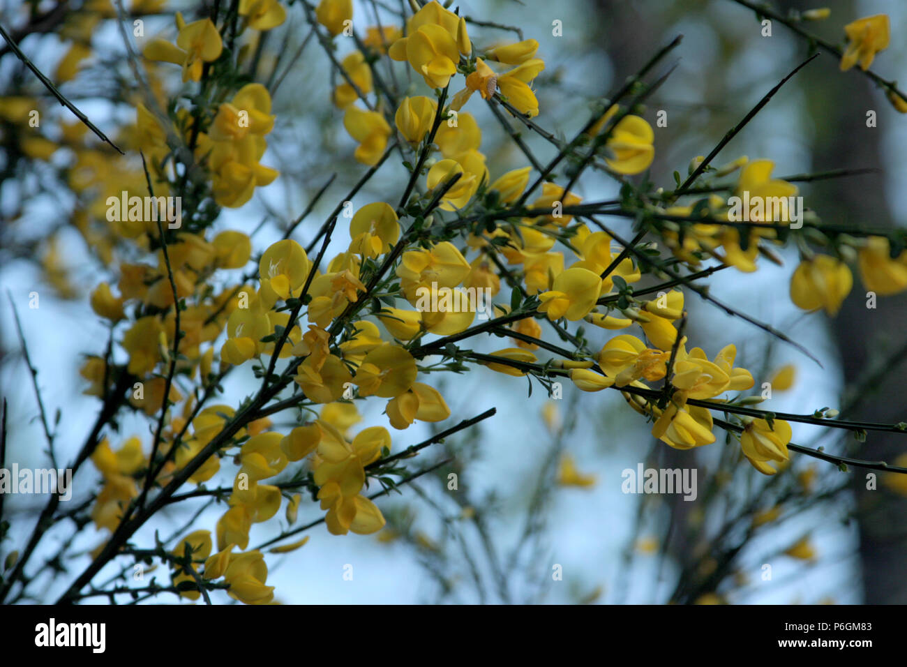 Close-up of Scotch Broom blossom Stock Photo - Alamy
