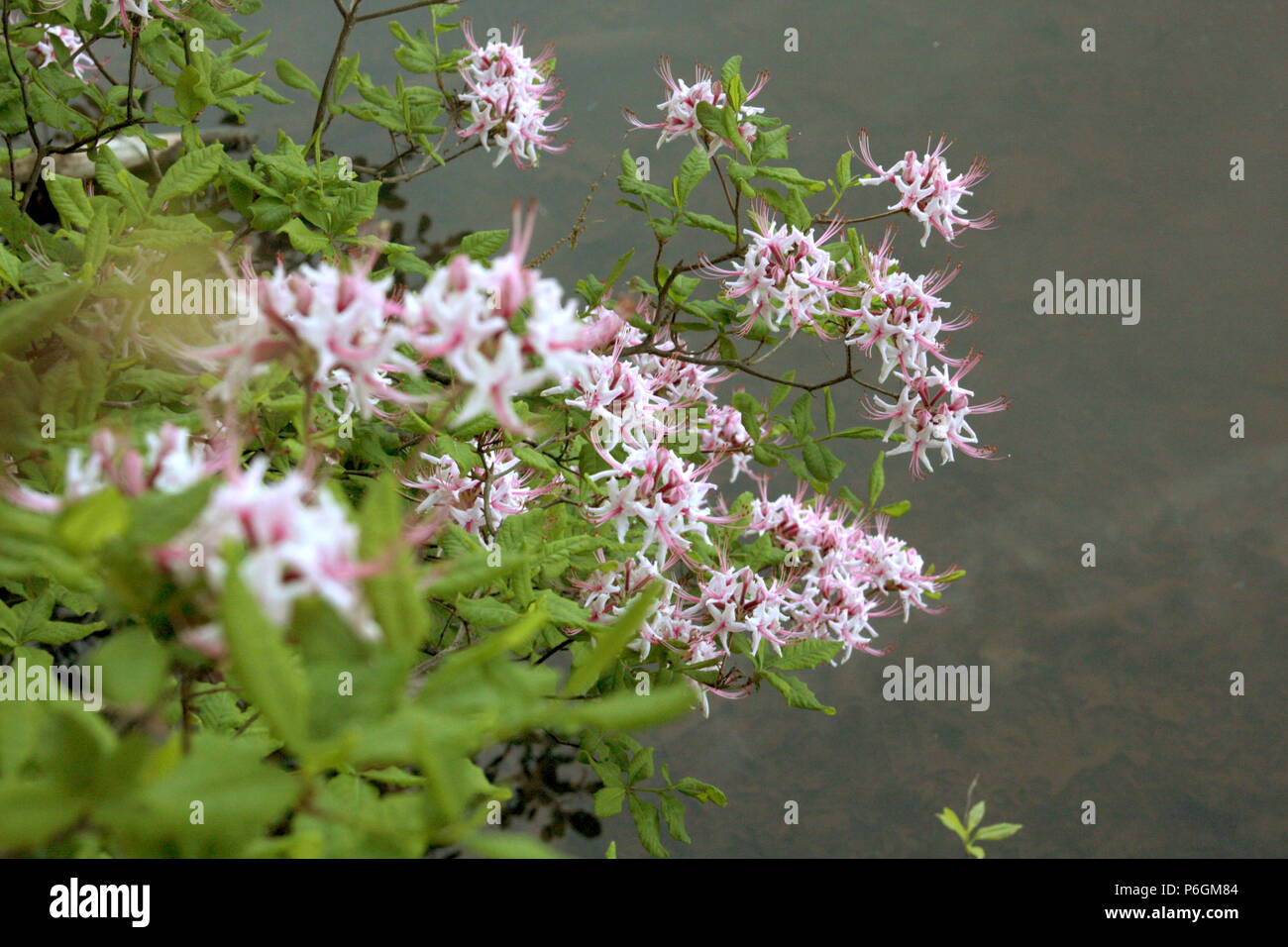 Azalea lake hi-res stock photography and images - Alamy