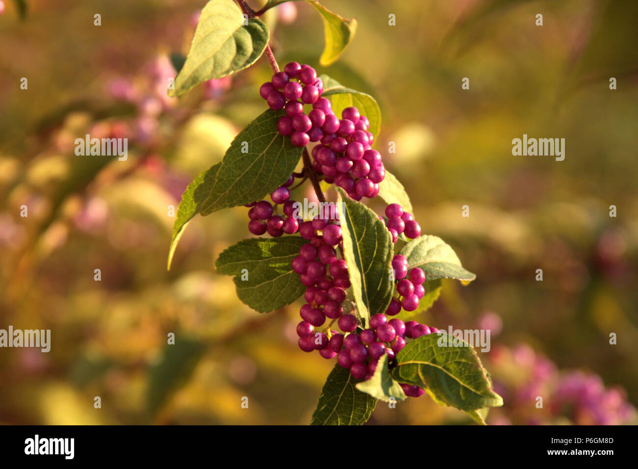 Beautyberries hi-res stock photography and images - Alamy