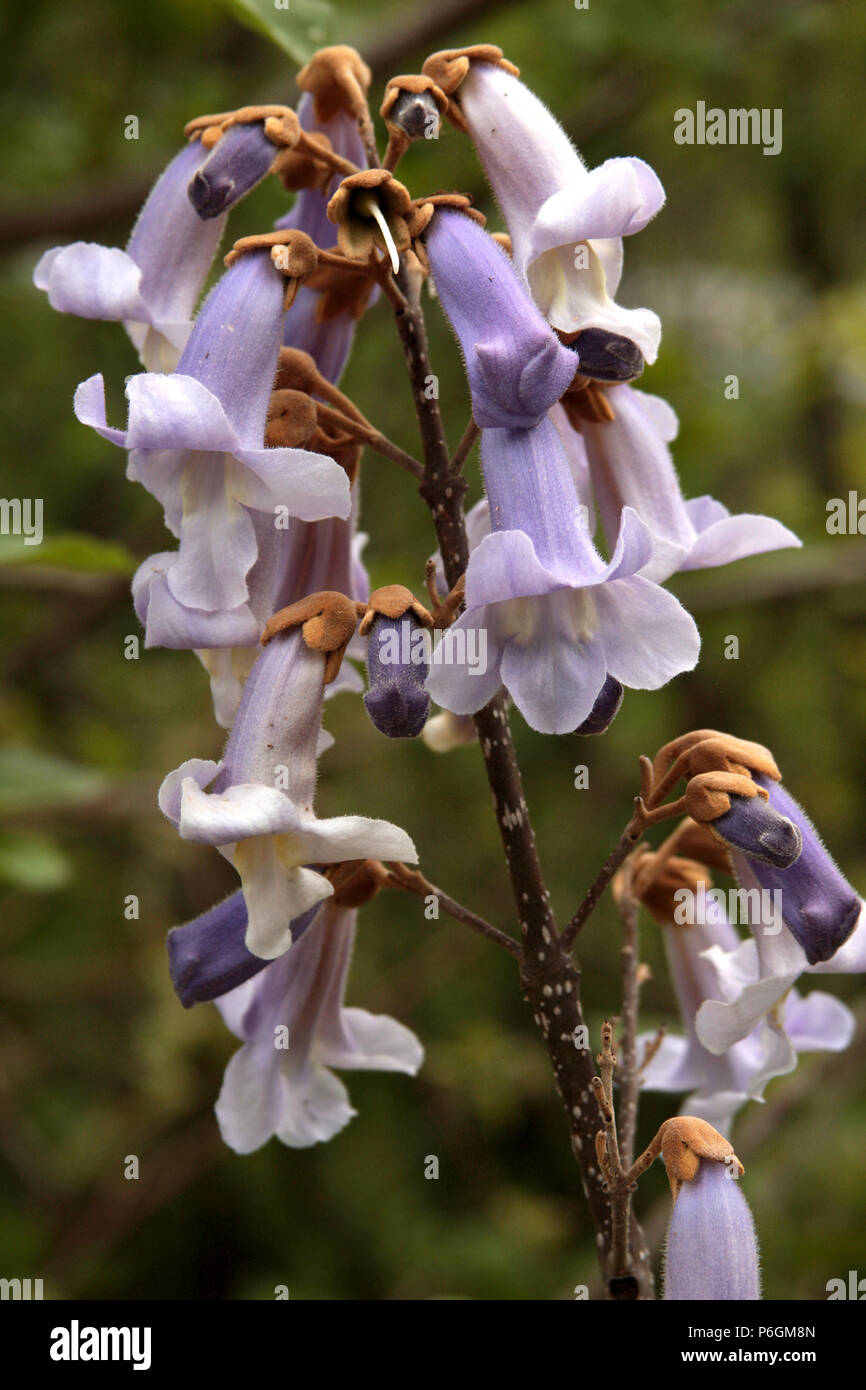 Foxglove tree hi-res stock photography and images - Alamy