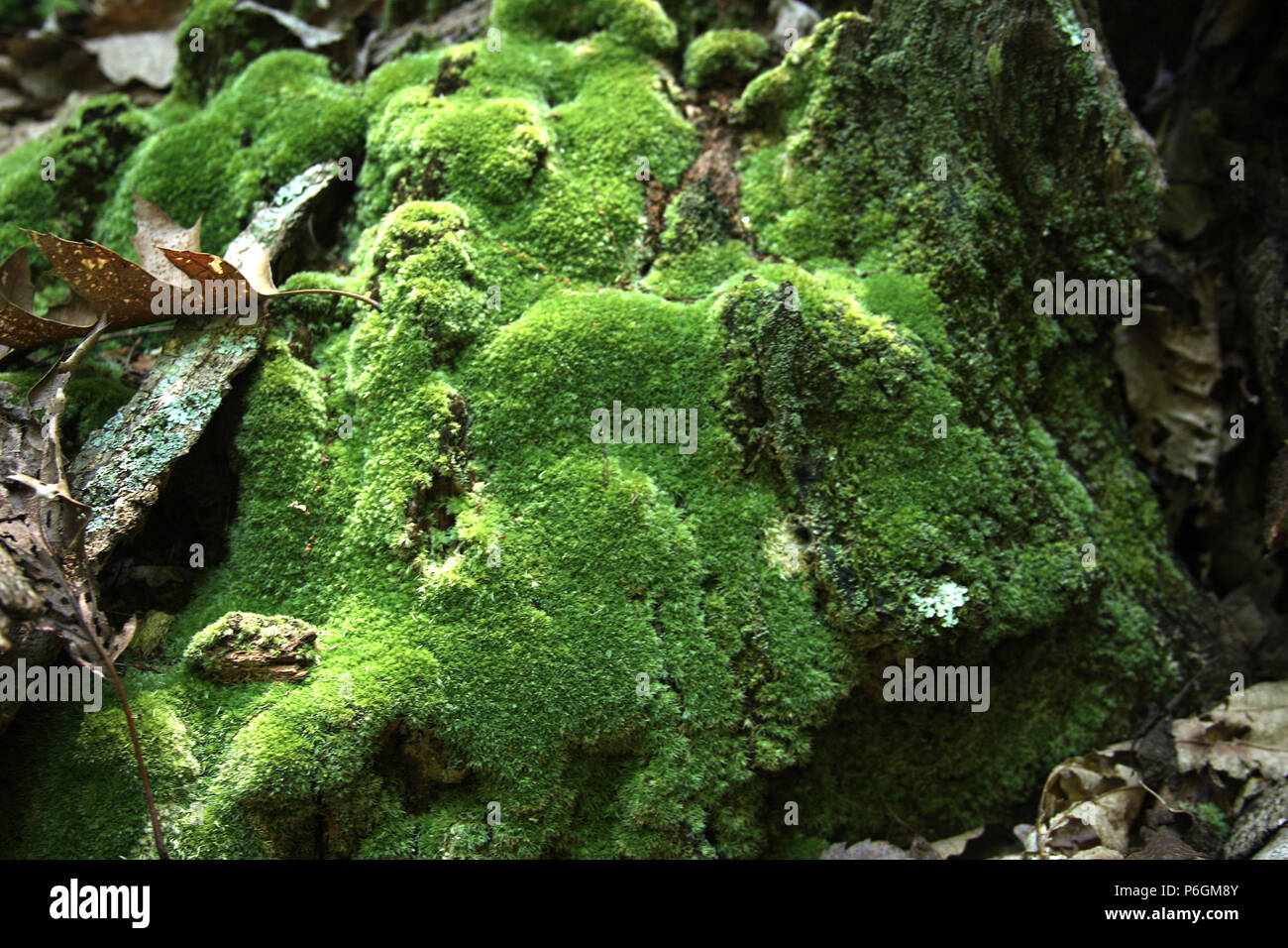 Moss growing in wild, woody area Stock Photo - Alamy