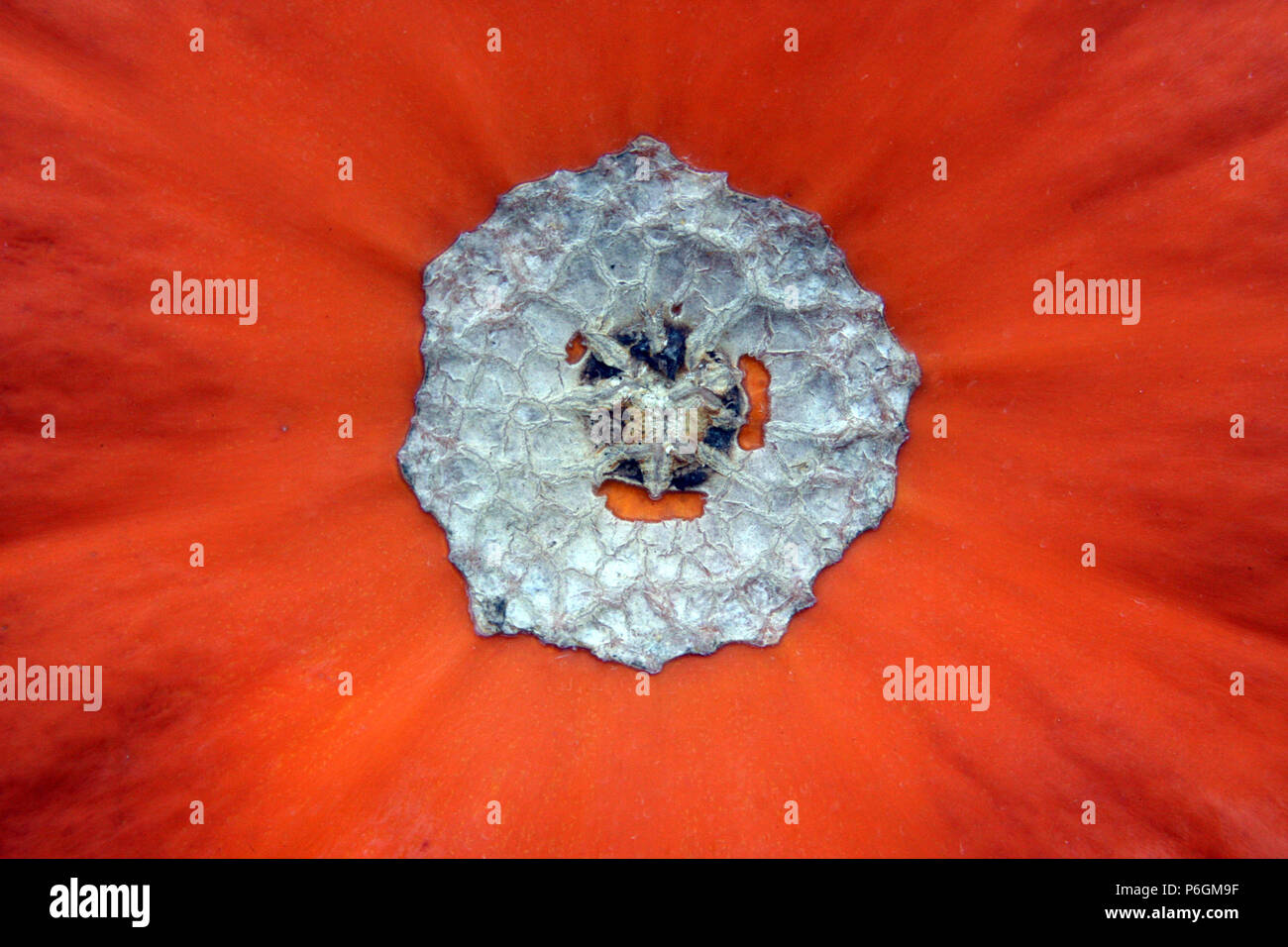 Pumpkin detail hi-res stock photography and images - Alamy