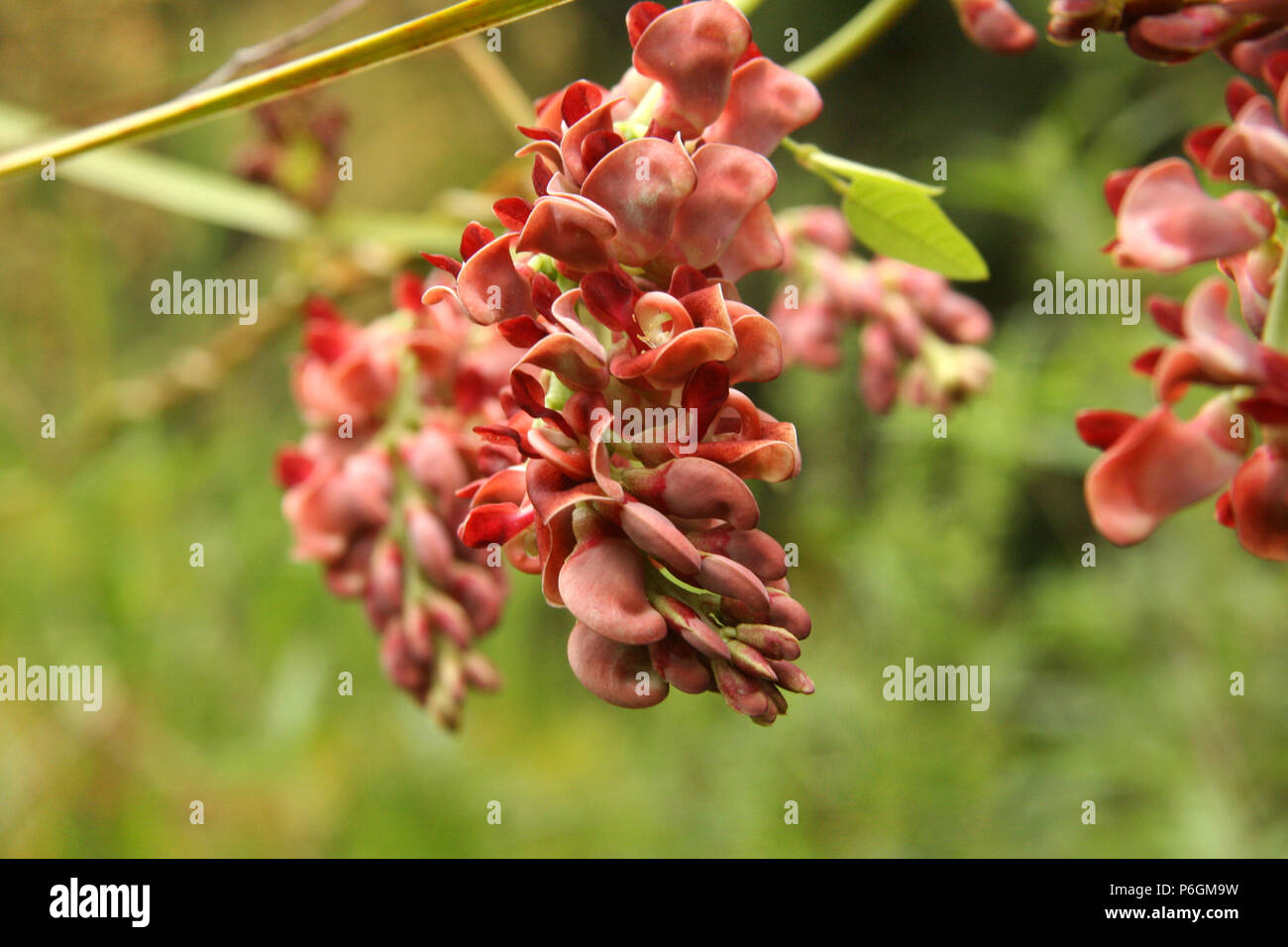 Vibrant Red Vines High Resolution Stock Photography and Images - Alamy
