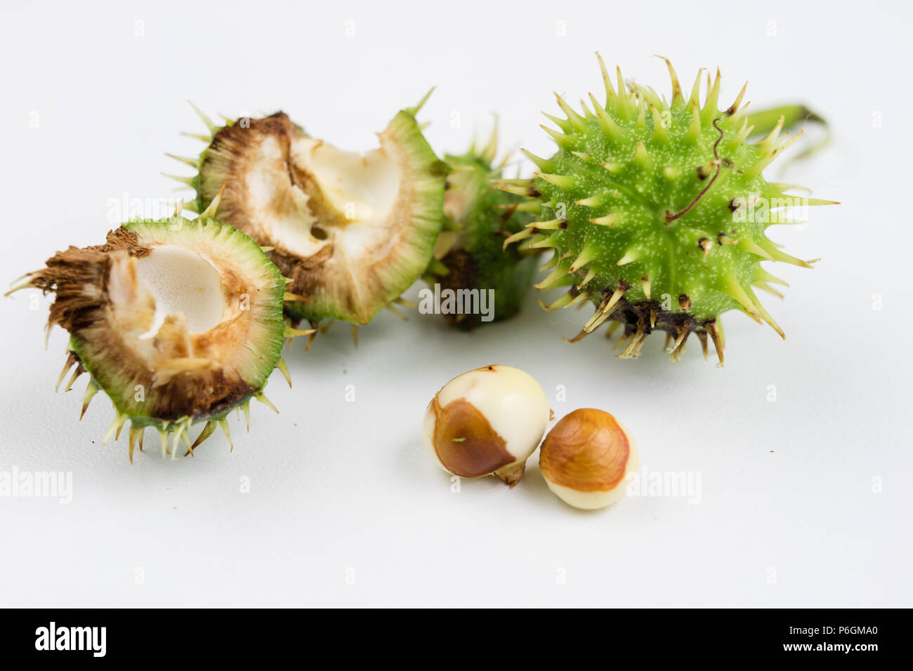 Young chestnuts lying on a white table. Small chestnut fruit in the ...