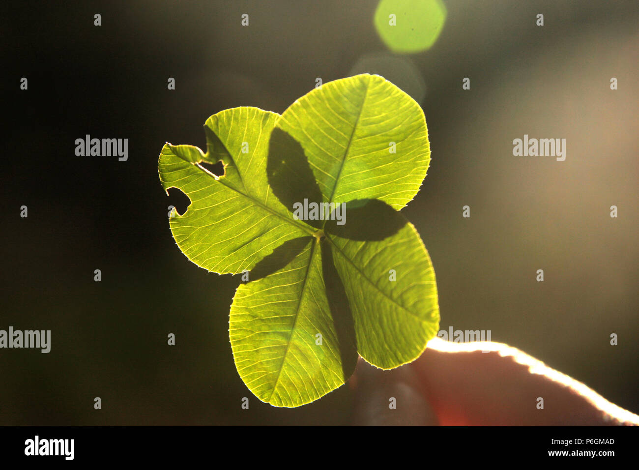 Backyard clover plant hi-res stock photography and images - Alamy