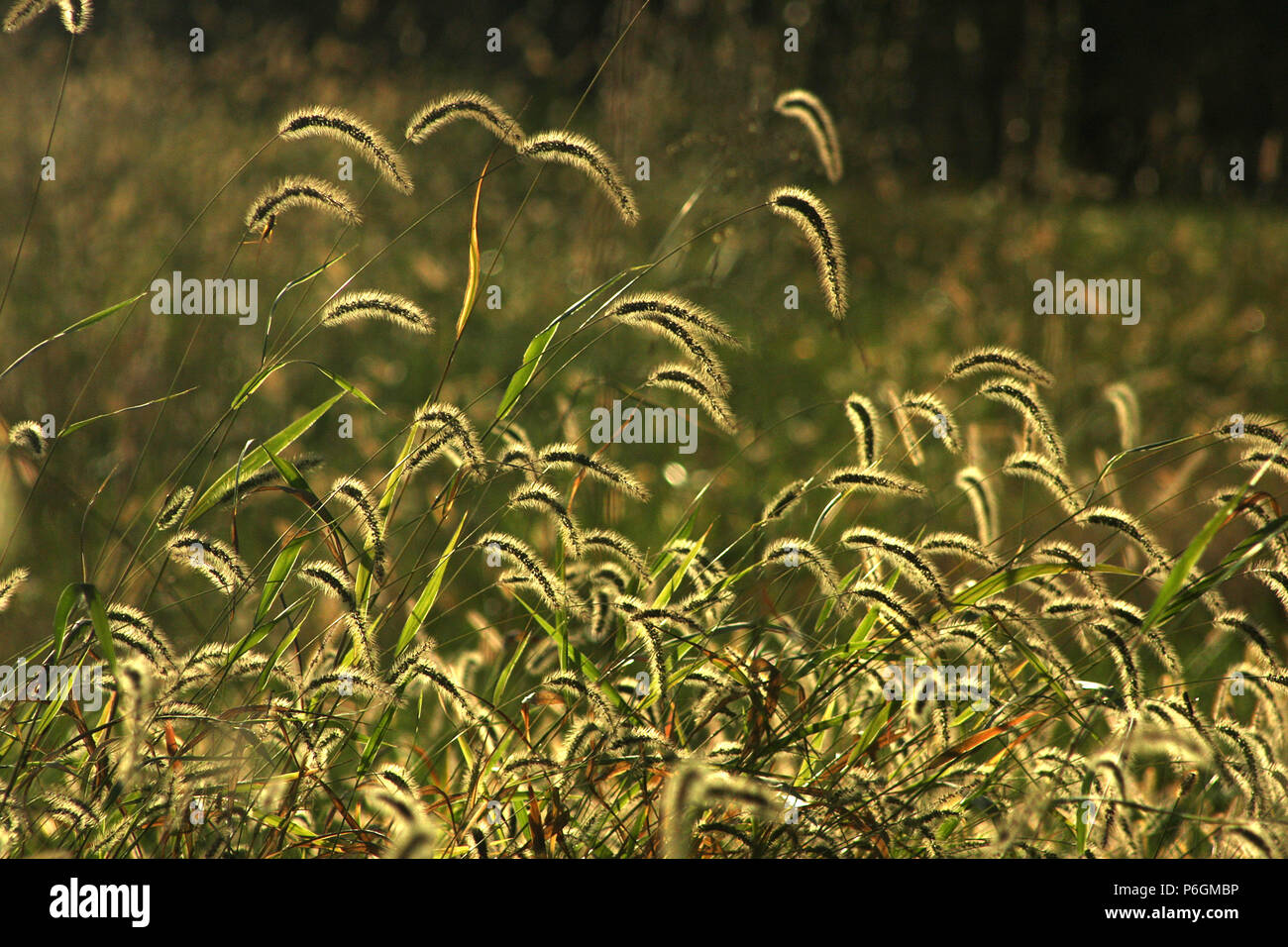 Wild meadow plants and grasses hi-res stock photography and images - Alamy