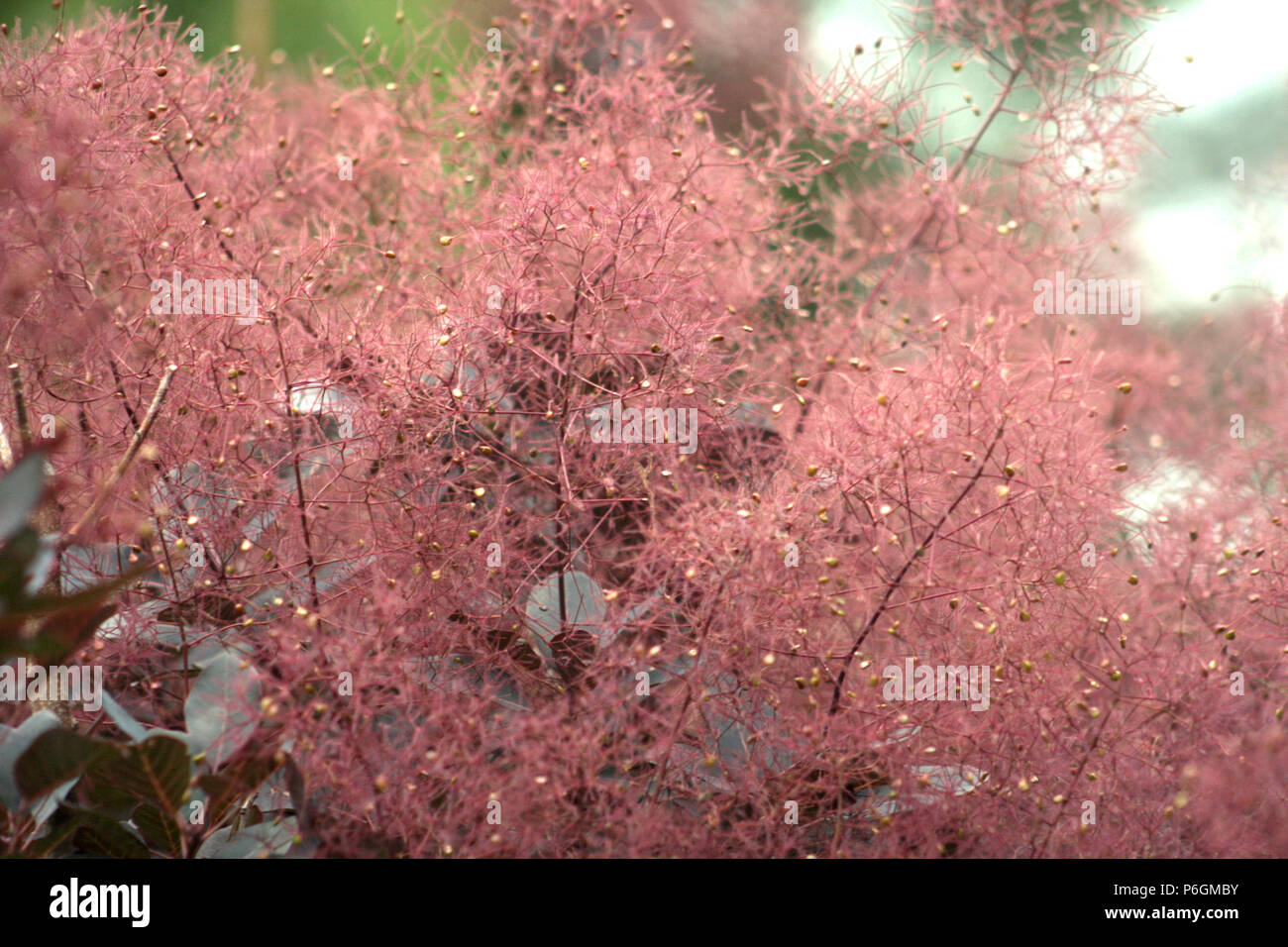Feathery inflorescence hi-res stock photography and images - Alamy