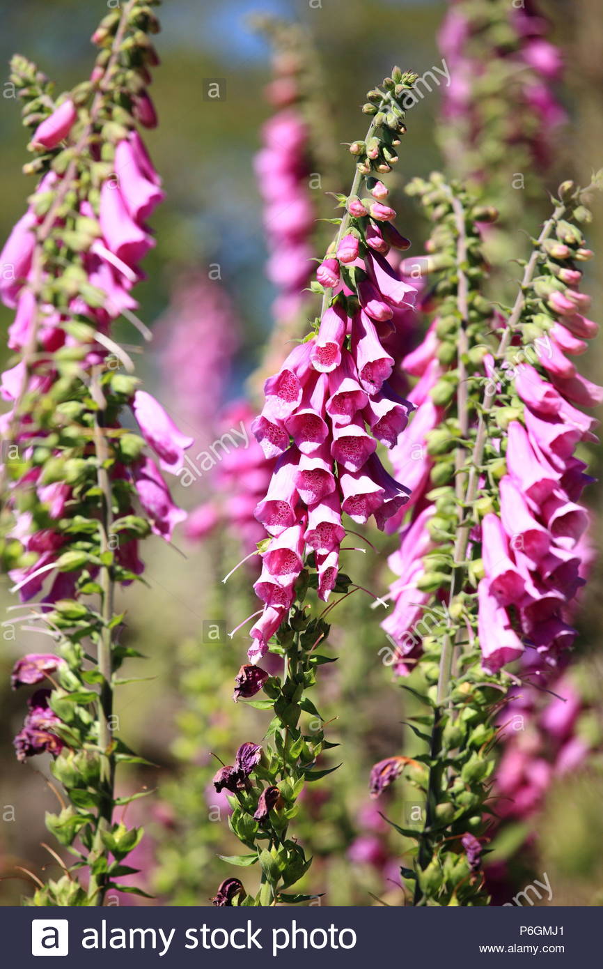Wild Foxglove Stock Photos & Wild Foxglove Stock Images - Alamy