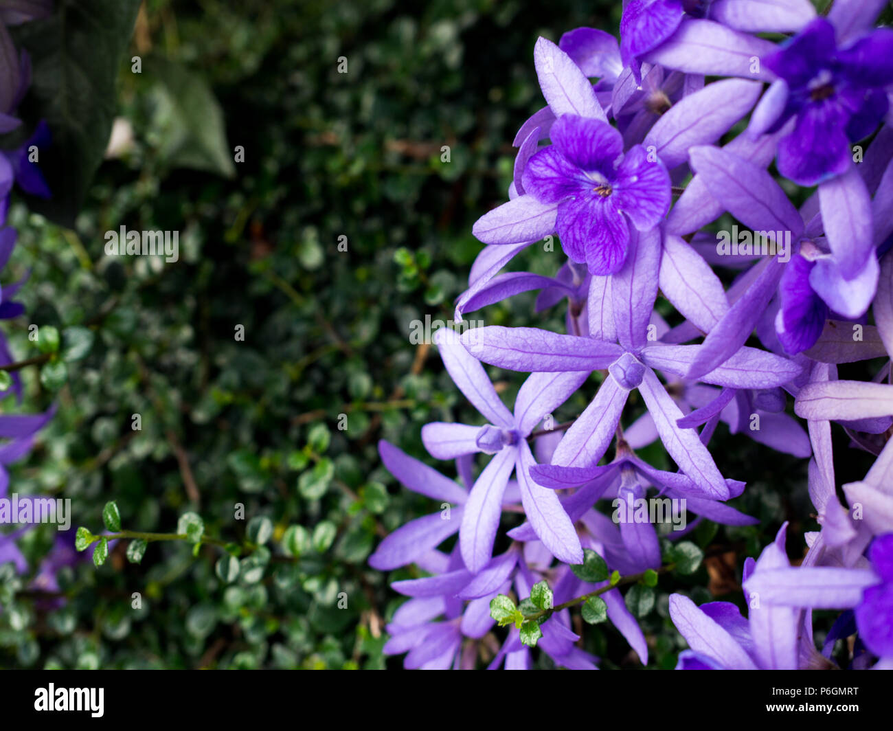 Purple flowers have a green background Stock Photo - Alamy