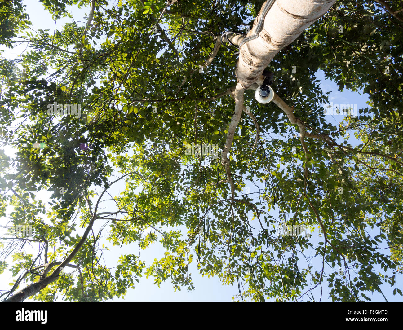 Ant eye view of the tree. Under the shade of a large tree with a bright ...
