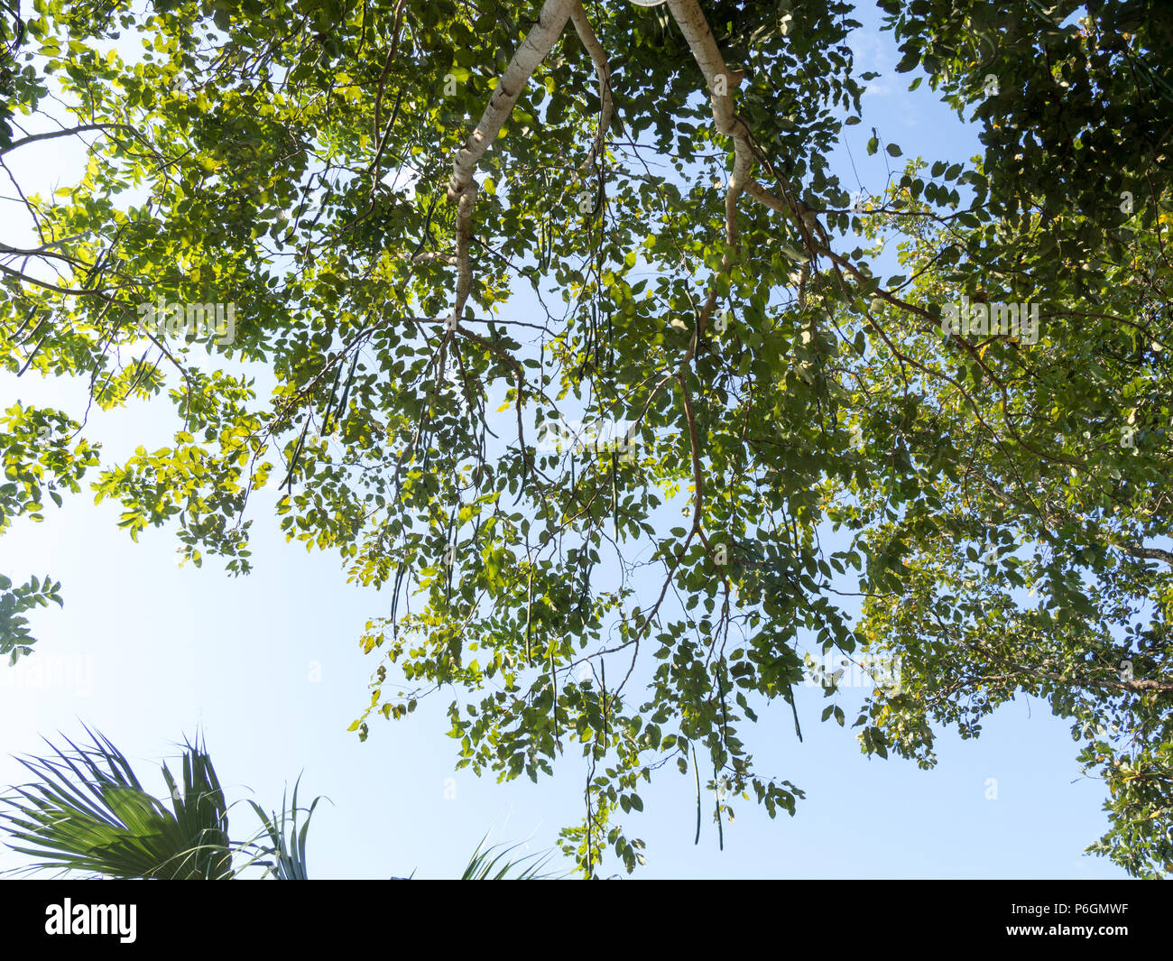 Ant eye view of the tree. Under the shade of a large tree with a bright ...