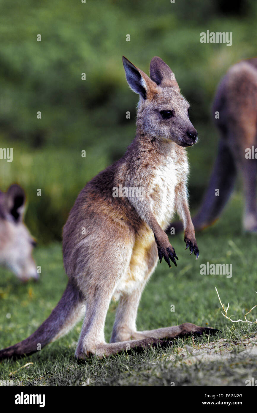 Different Kangaroo Species